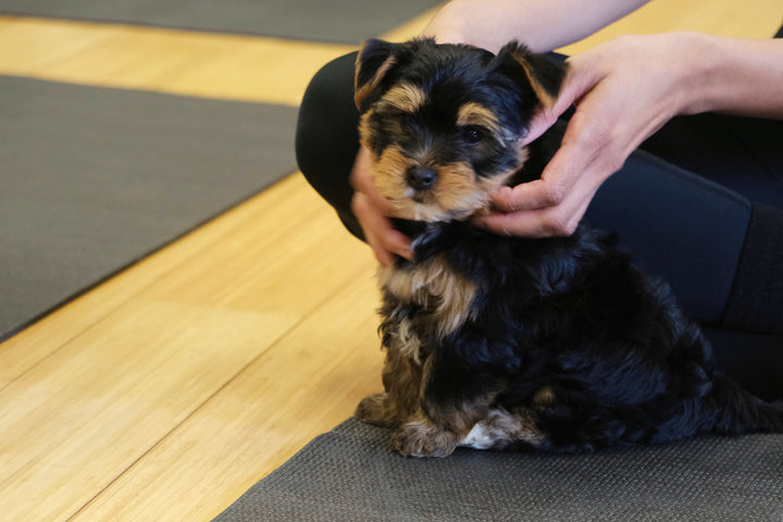 Products – KittypupYoga