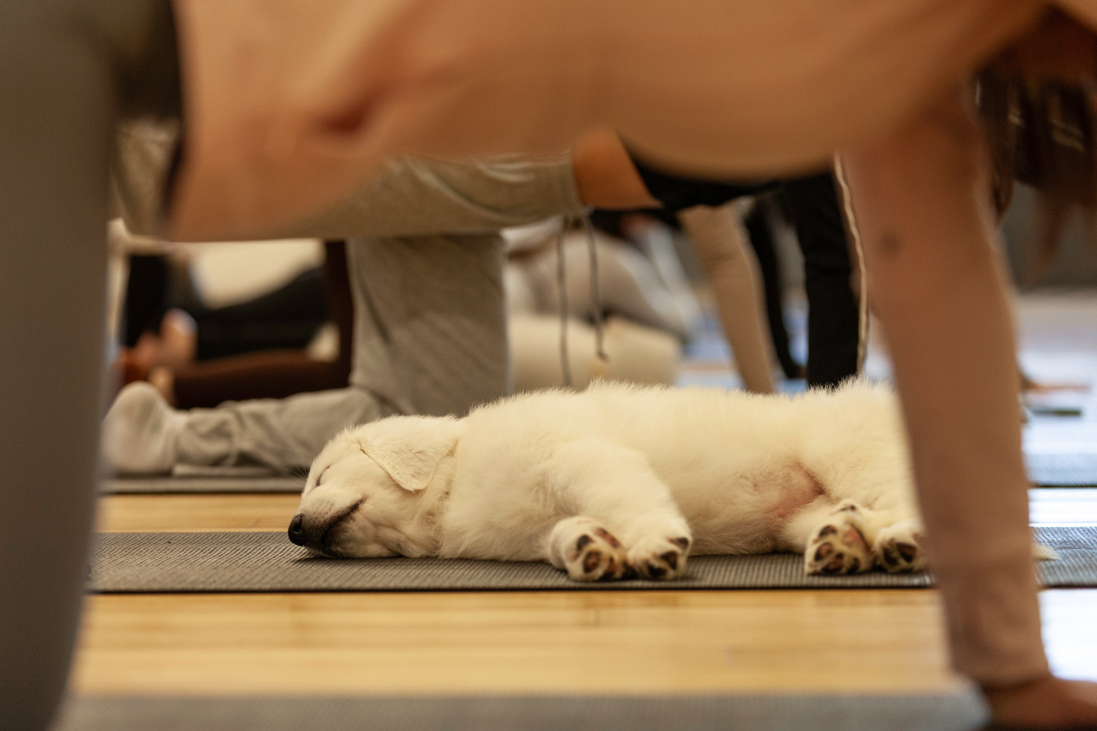 KittypupYoga